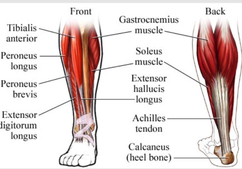 Musculus tibalis anterior... - Theascomeback
